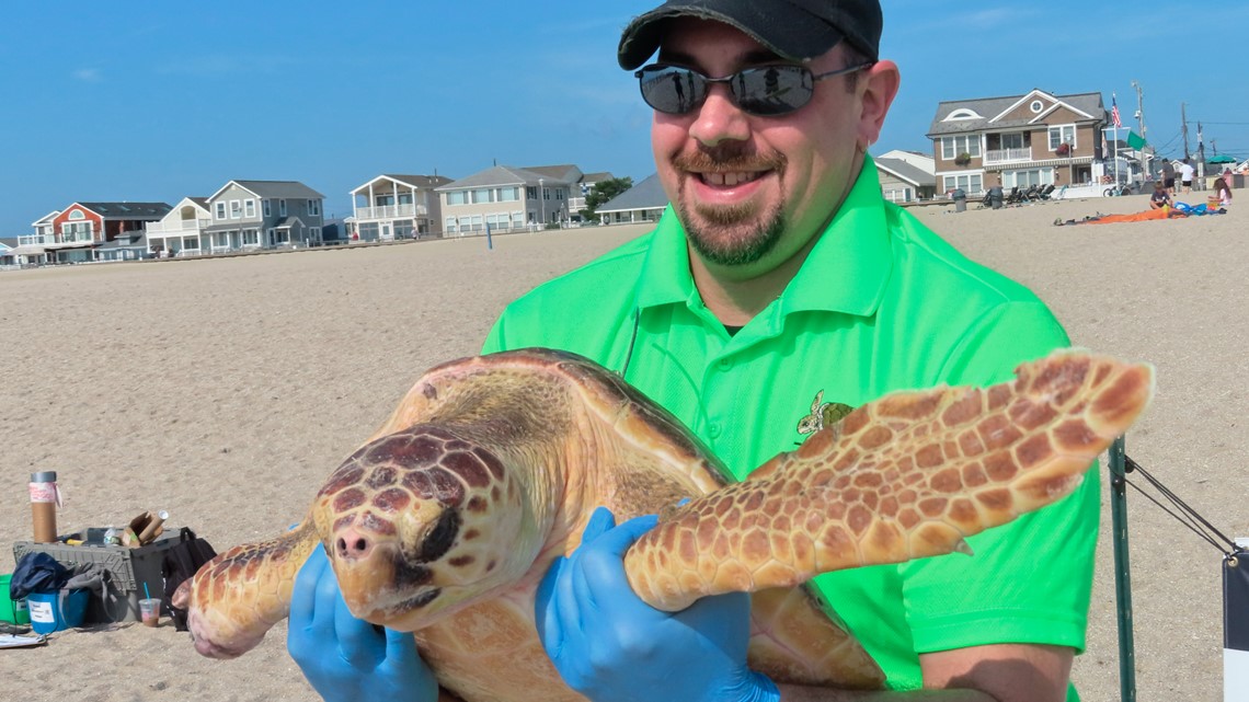 Could this be the world's toughest turtle? Meet Titan the turtle | wthr.com