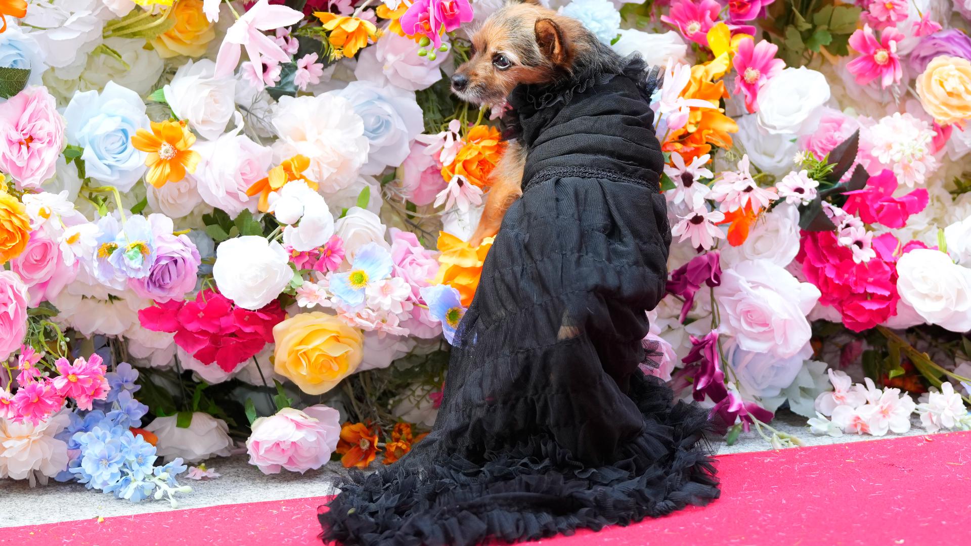 Canines wear couture at American Kennel Club Pet Gala | fox61.com