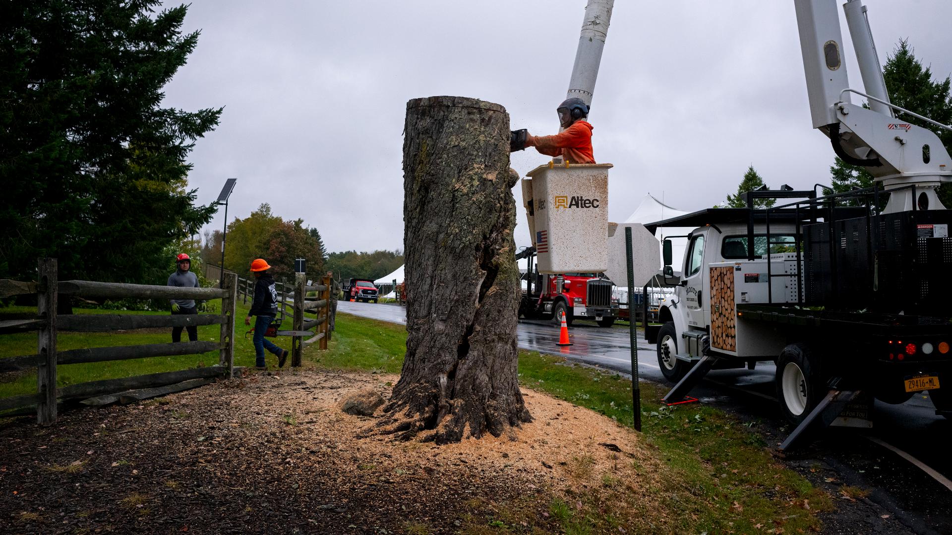 Woodstock's 'Message Tree' cut down over safety concerns | wnep.com