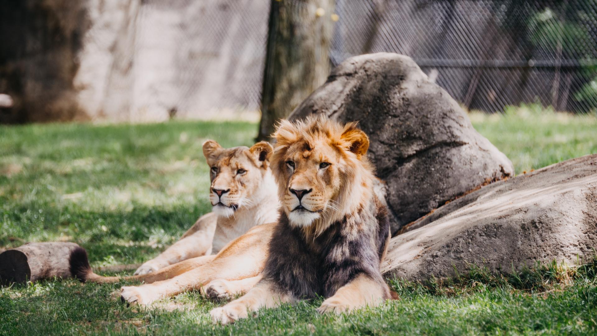 Danish zoo seeks pet donations for predator feeding | wnep.com