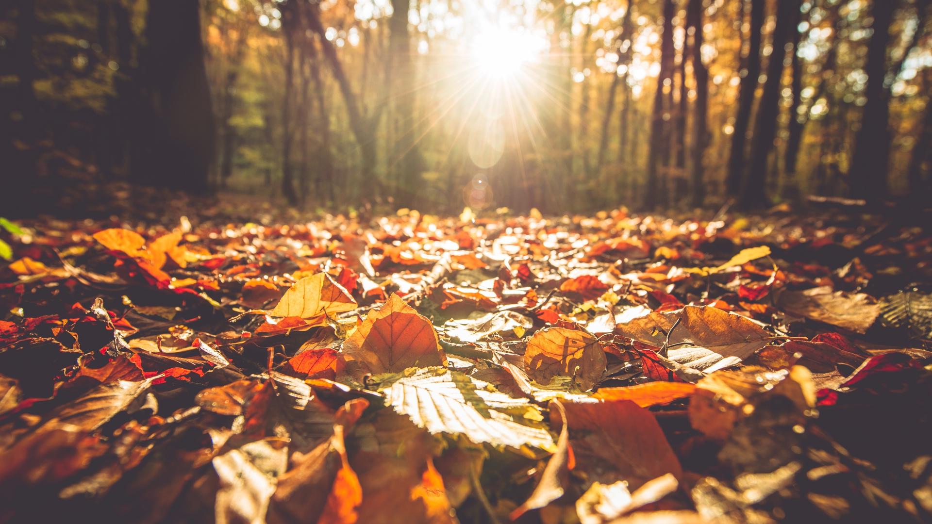 When can I see fall colors in Iowa? Why do leaves change color ...