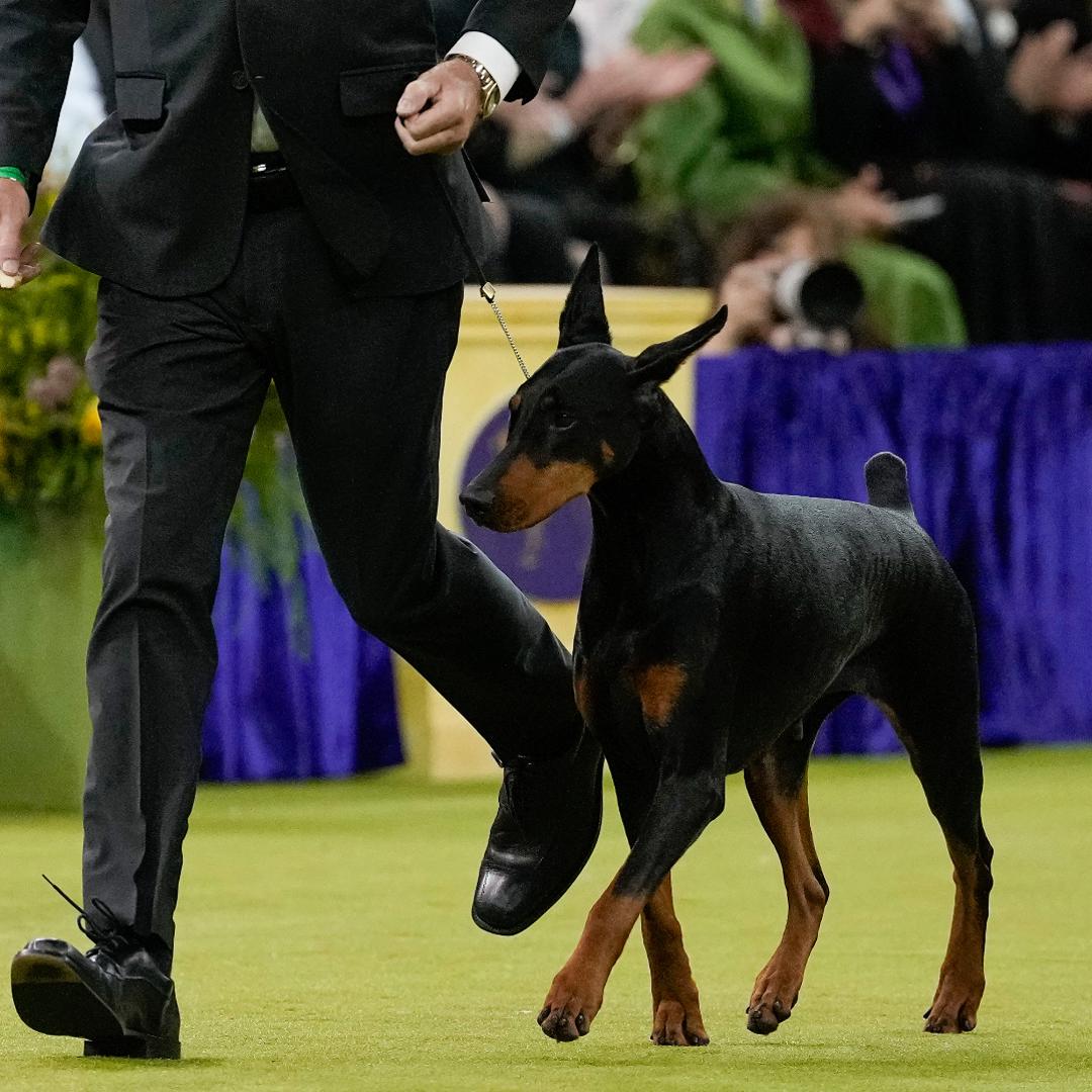 Doberman pinscher named Penny wins best in show at the 150th annual ...