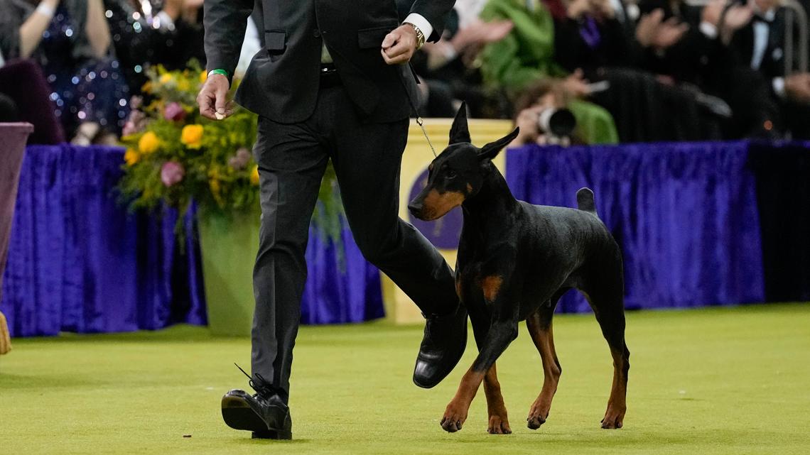 Doberman pinscher named Penny wins best in show at the 150th annual ...