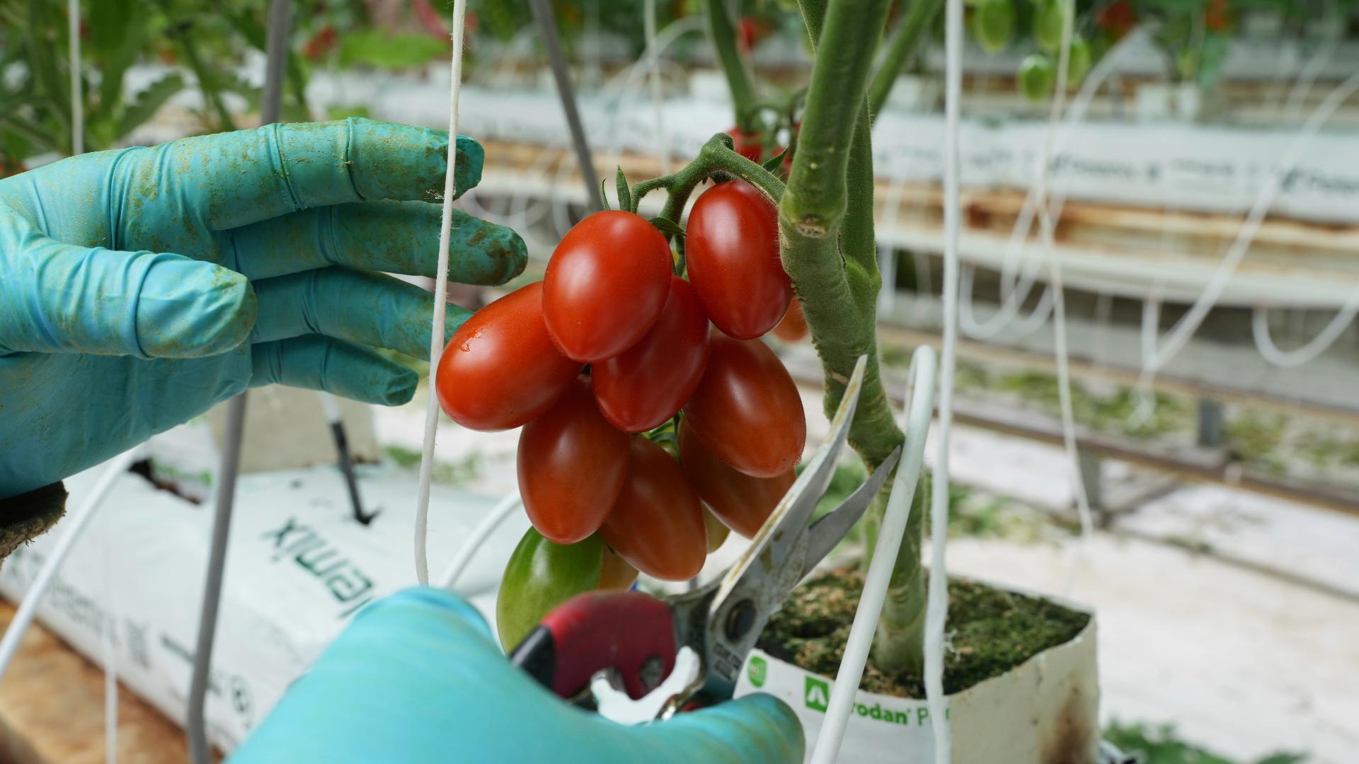 How Trump's 17% tariff on fresh tomatoes is impacting Mexican exporters ...