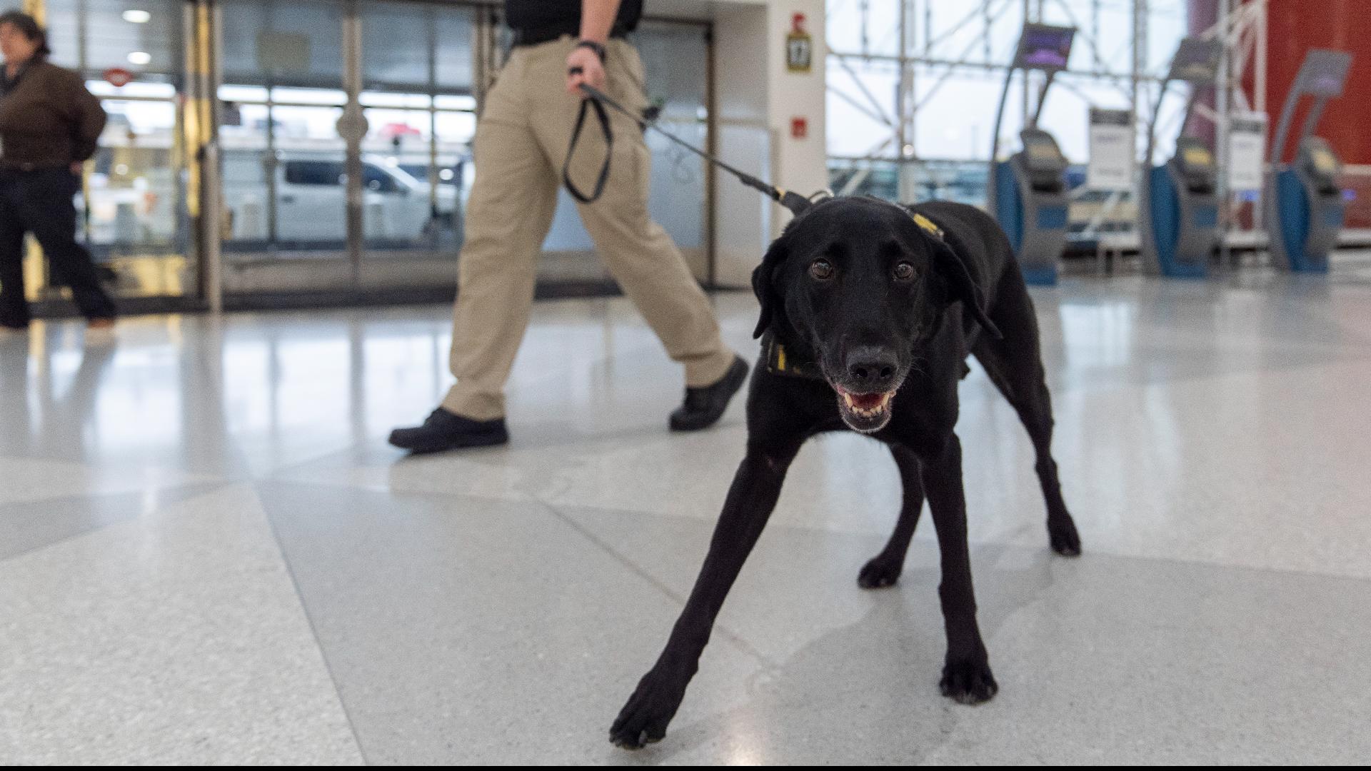TSA canine calendar 2025: Argo the dog gears up for busy holiday season ...