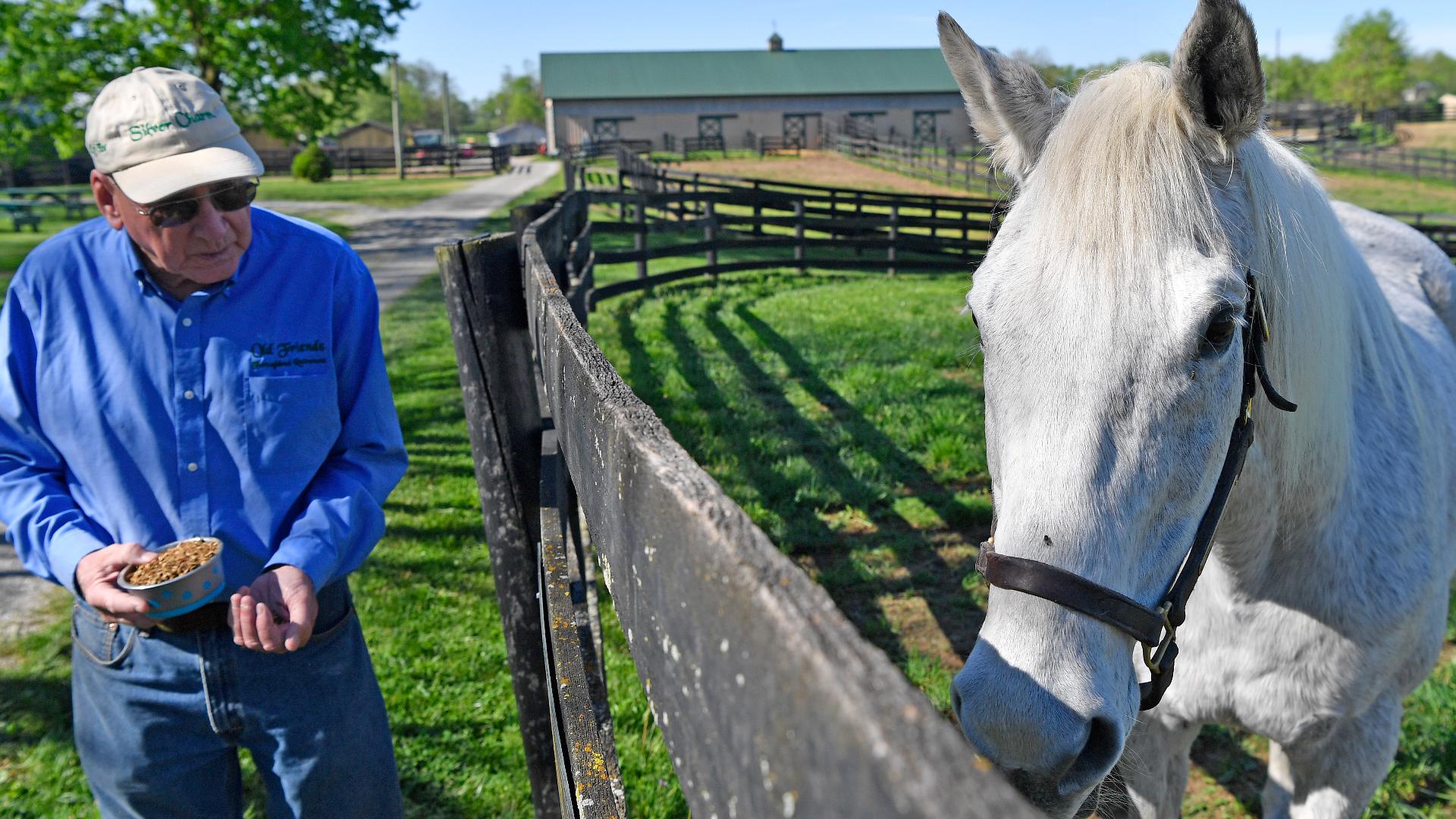 Oldest Derby-winning horse Silver Charm thriving in retirement ...