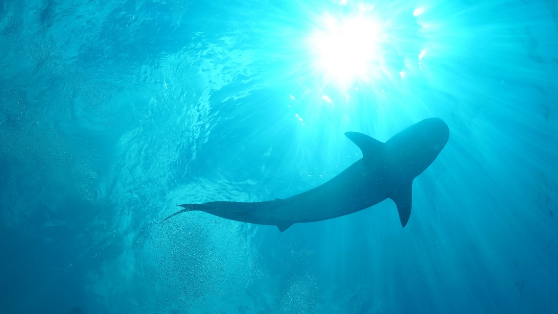 Russian man killed in shark attack in Egypt | 10tv.com