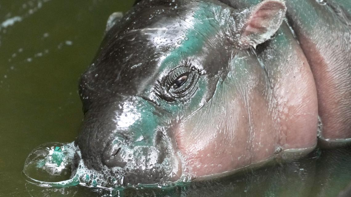 Baby pygmy hippo Moo Deng takes the world by storm | 10tv.com