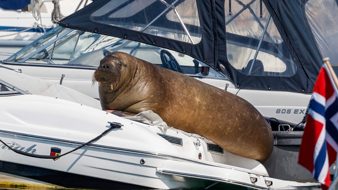 Norway euthanizes Freya the walrus in Oslo | 10tv.com