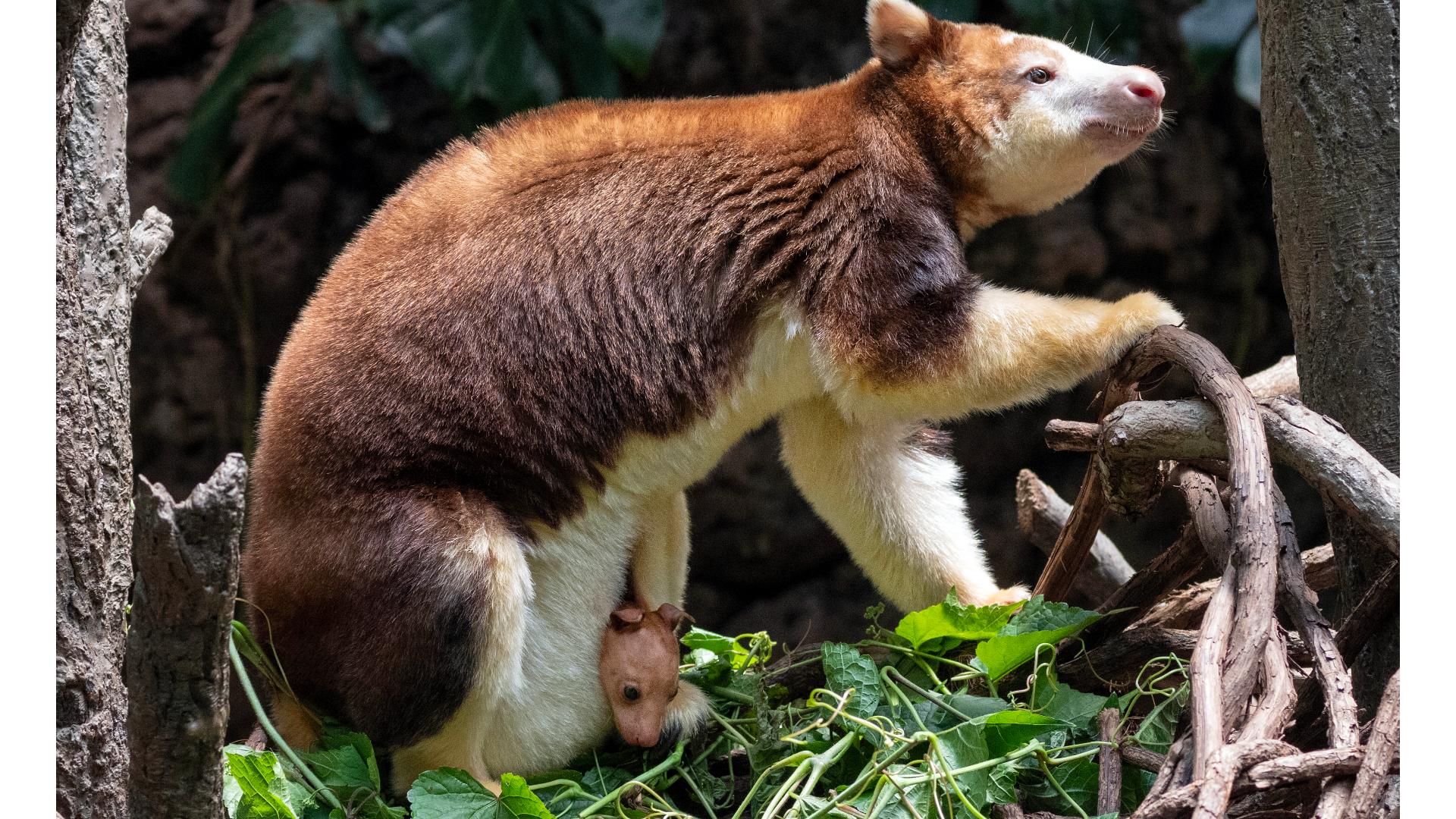 Photos show first public appearance by baby tree kangaroo | 10tv.com