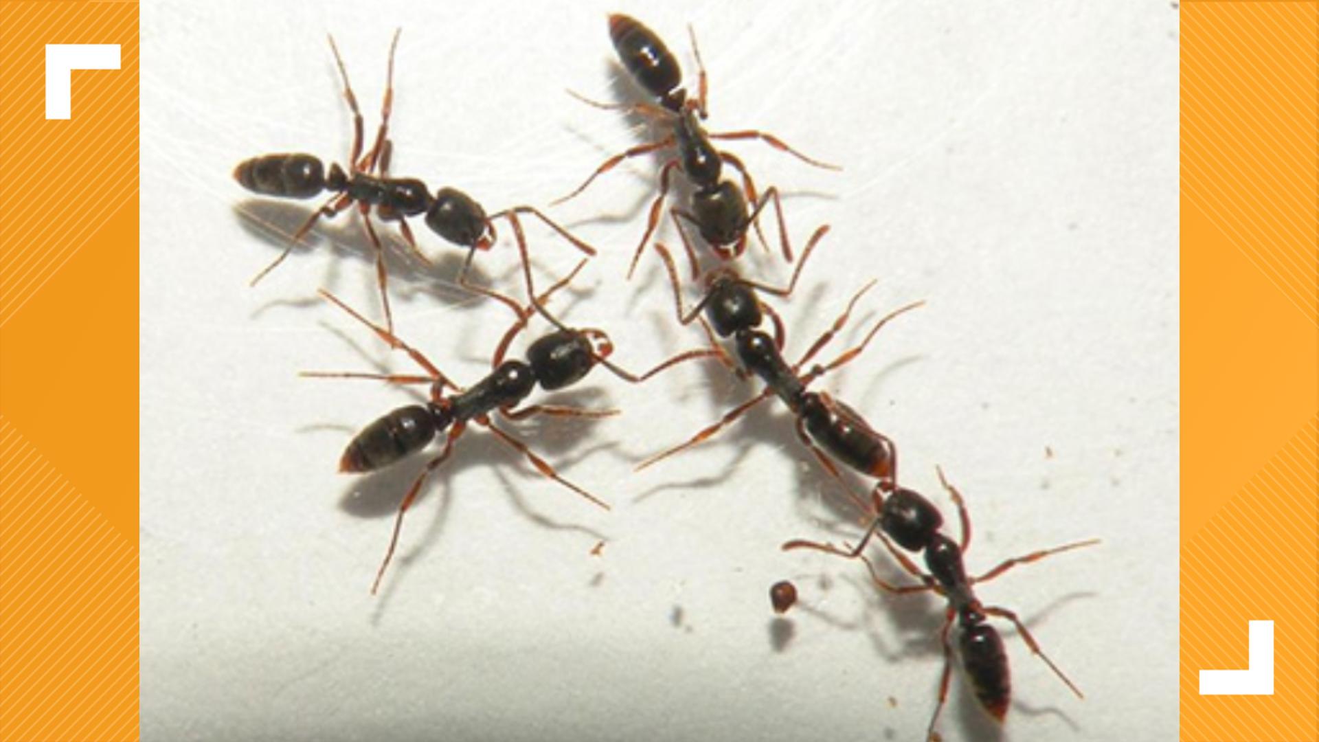 What are Asian needle ants? Potentially deadly ants spreading in the US ...