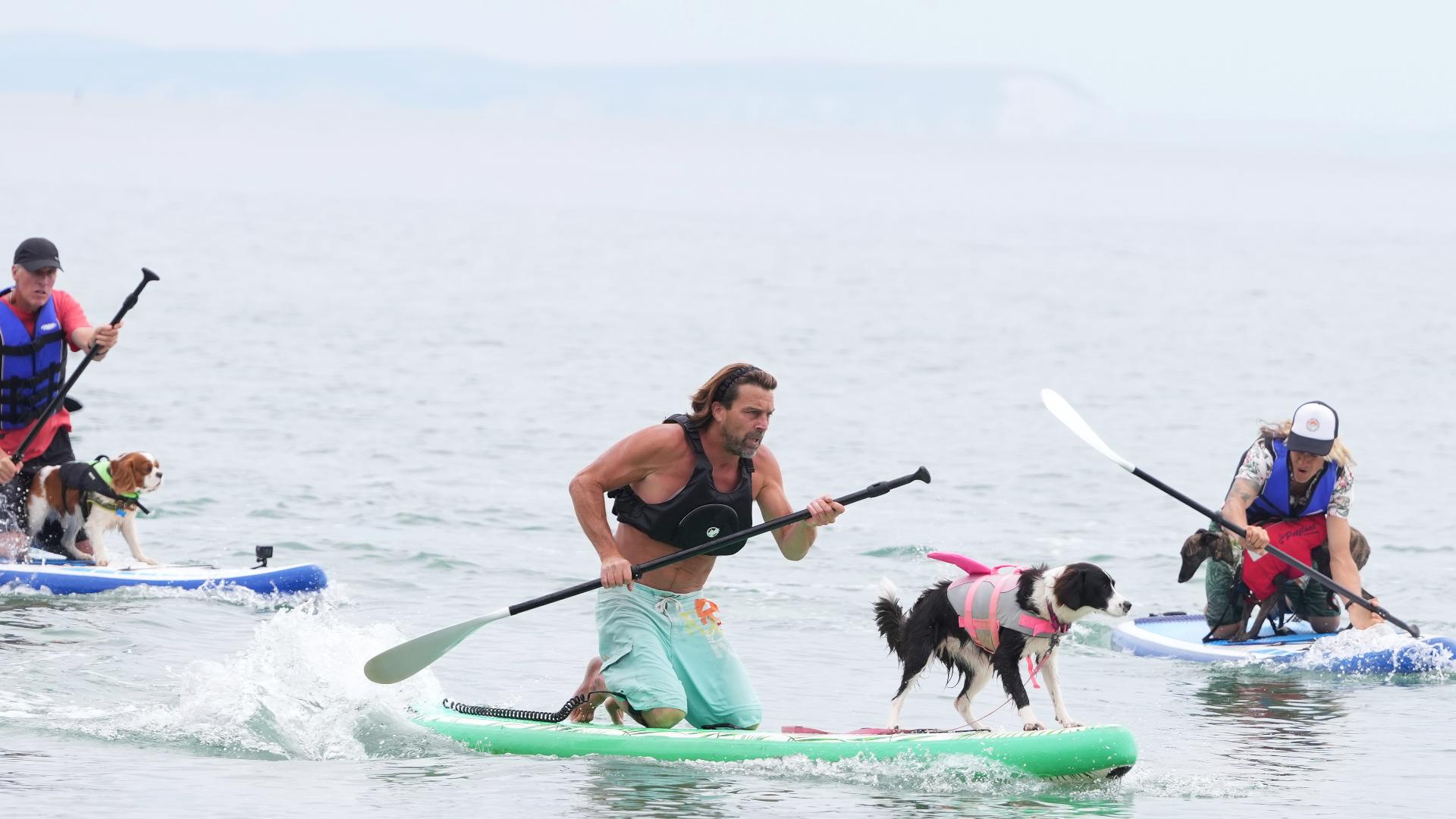 Dogs hit the waves at U.K. Dog Surfing Championship | wnep.com