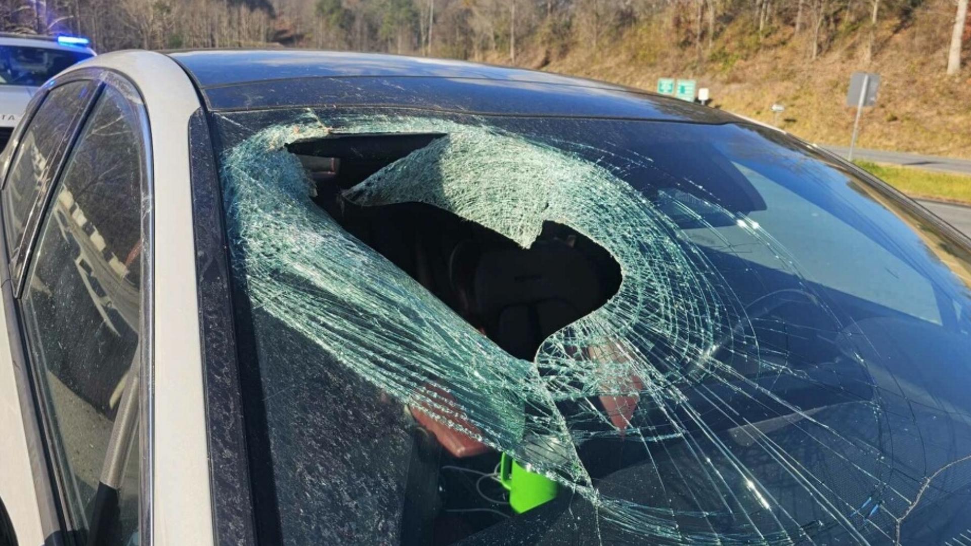 Eagle drops cat through windshield of car driving on North Carolina ...