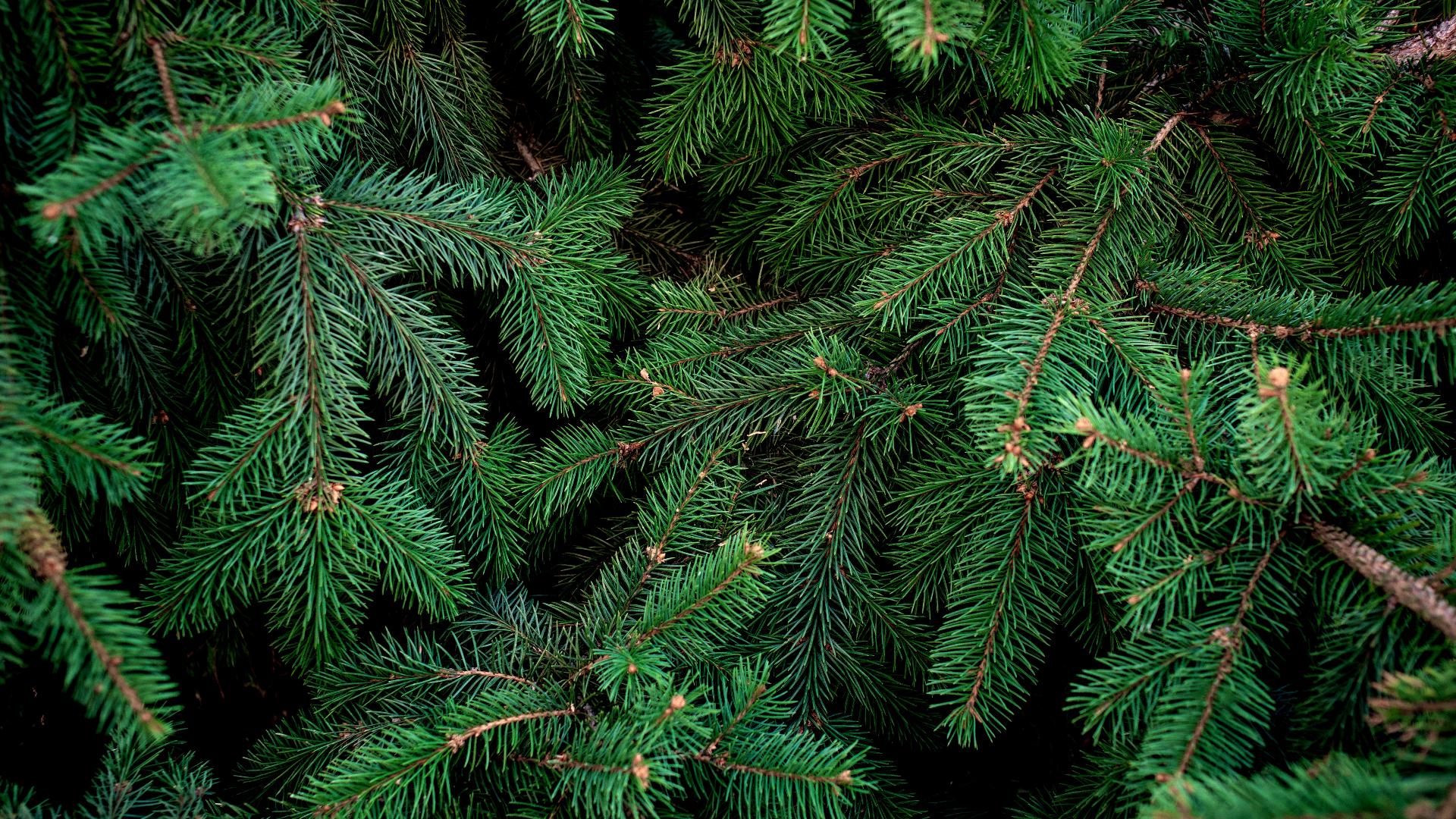 Safety tips for setting up your Christmas tree at home | rocketcitynow.com