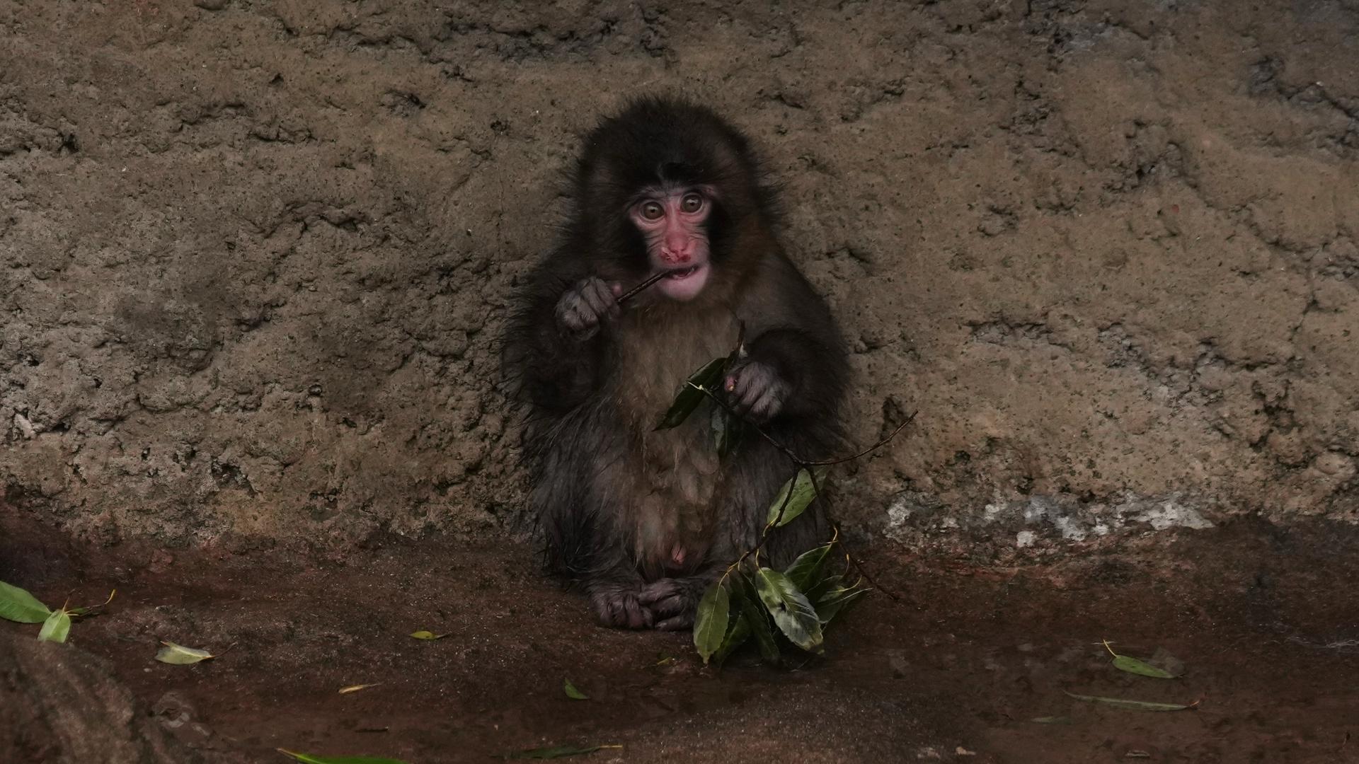Two Americans arrested in Japan after climbing into viral baby monkey ...