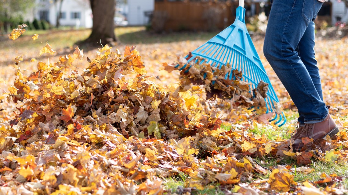 Should you rake your leaves? | fox43.com