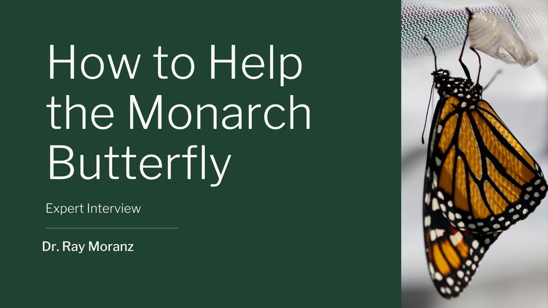 How to help the Monarch butterfly | Expert Interview | wthr.com