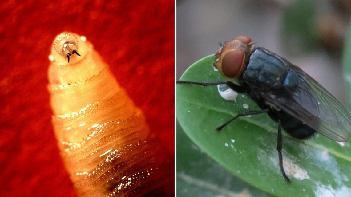 Screwworm fly detected in Texas decades after cattle threat was largely ...