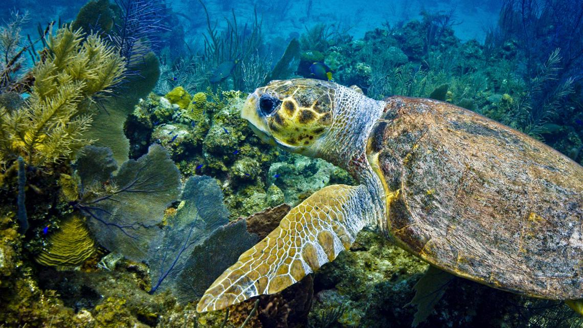 Endangered sea turtles show global recovery signs | fox43.com