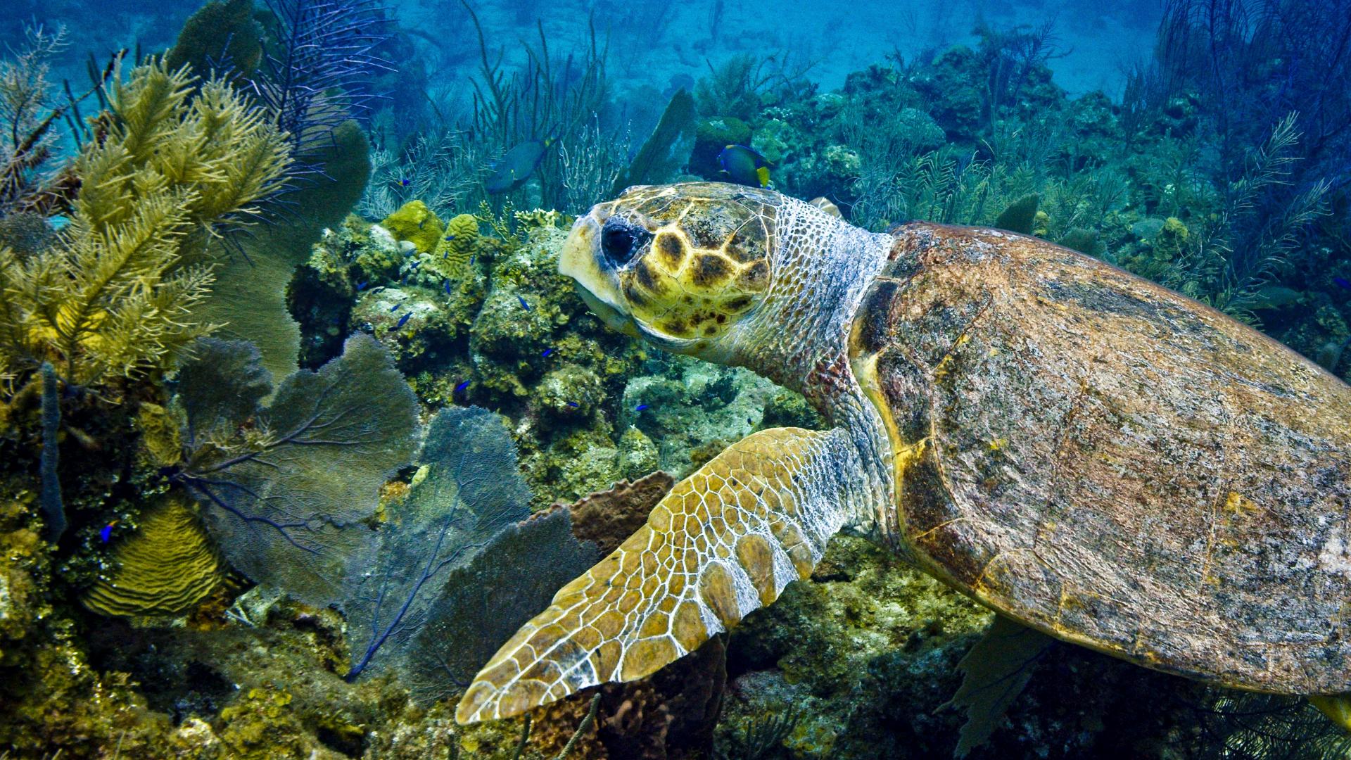 Endangered sea turtles show global recovery signs | 10tv.com