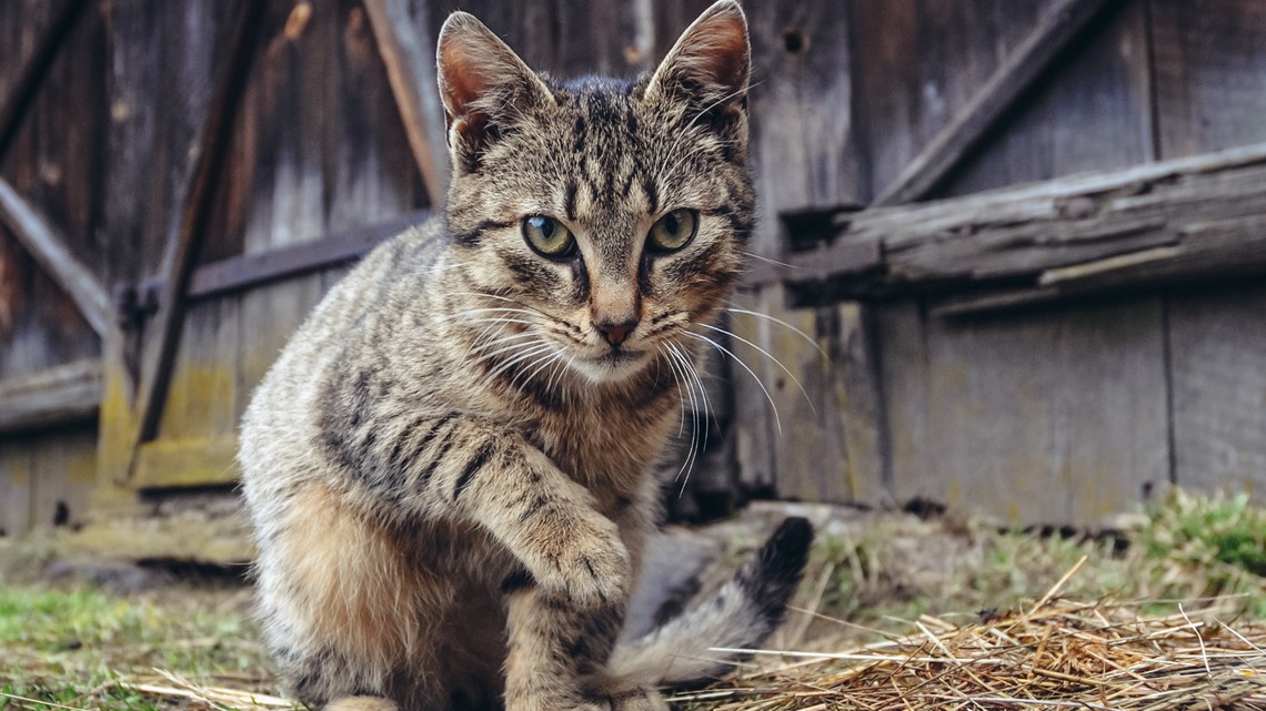 H5N1 outbreak: Dozens of cats in Poland positive for bird flu | 10tv.com