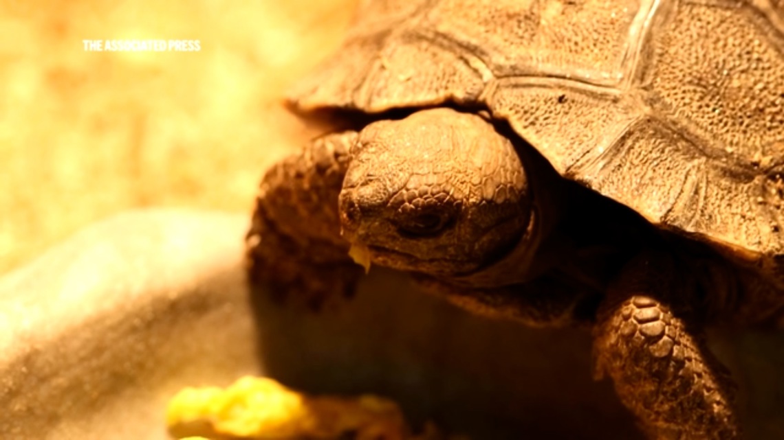 Philadelphia Zoo’s nearly 100-year-old tortoises becomes first-time ...
