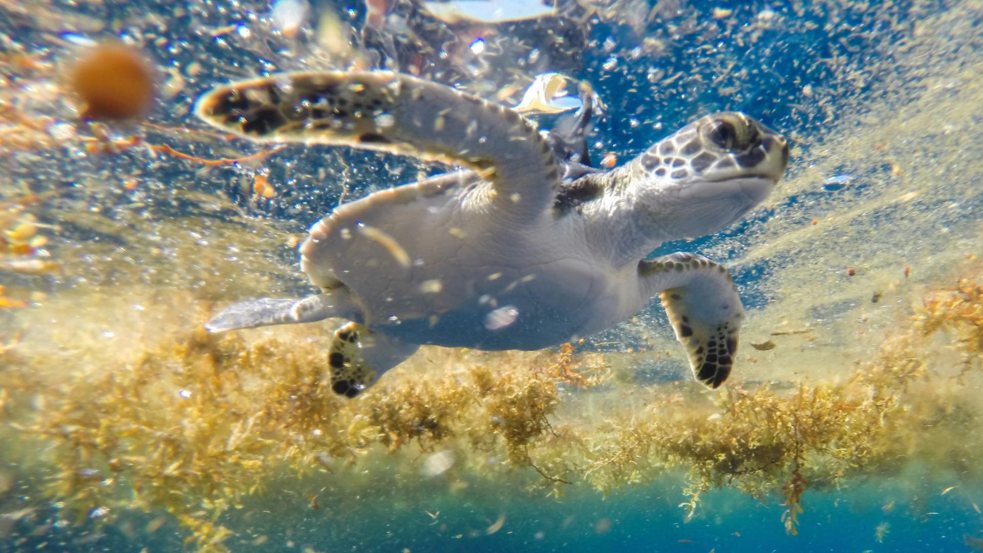 Biologists use GPS technology to track young sea turtle behavior | wthr.com