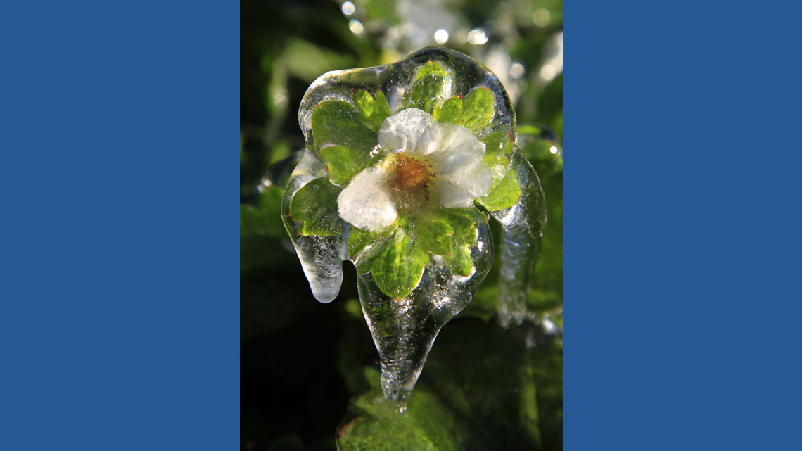 Why you should water your plants before it freezes | wqad.com