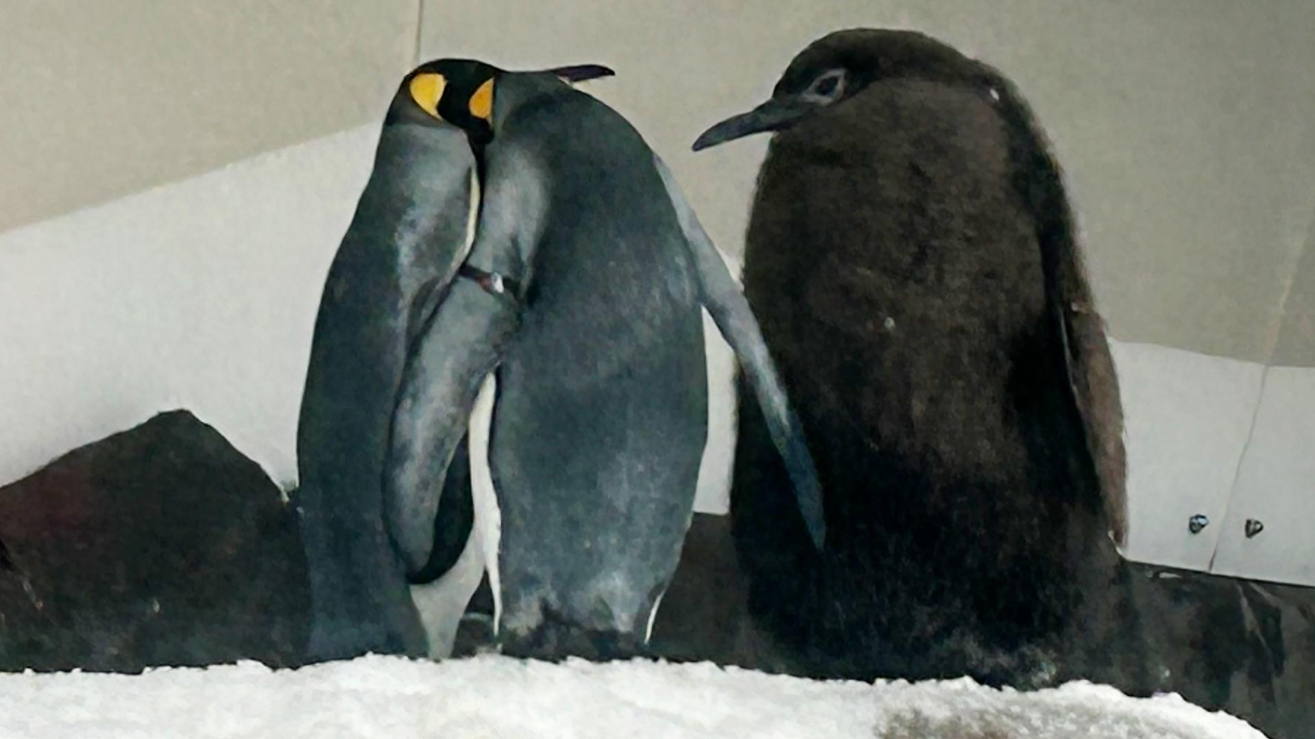 Pesto the penguin chick has grown to be a social media star | wthr.com