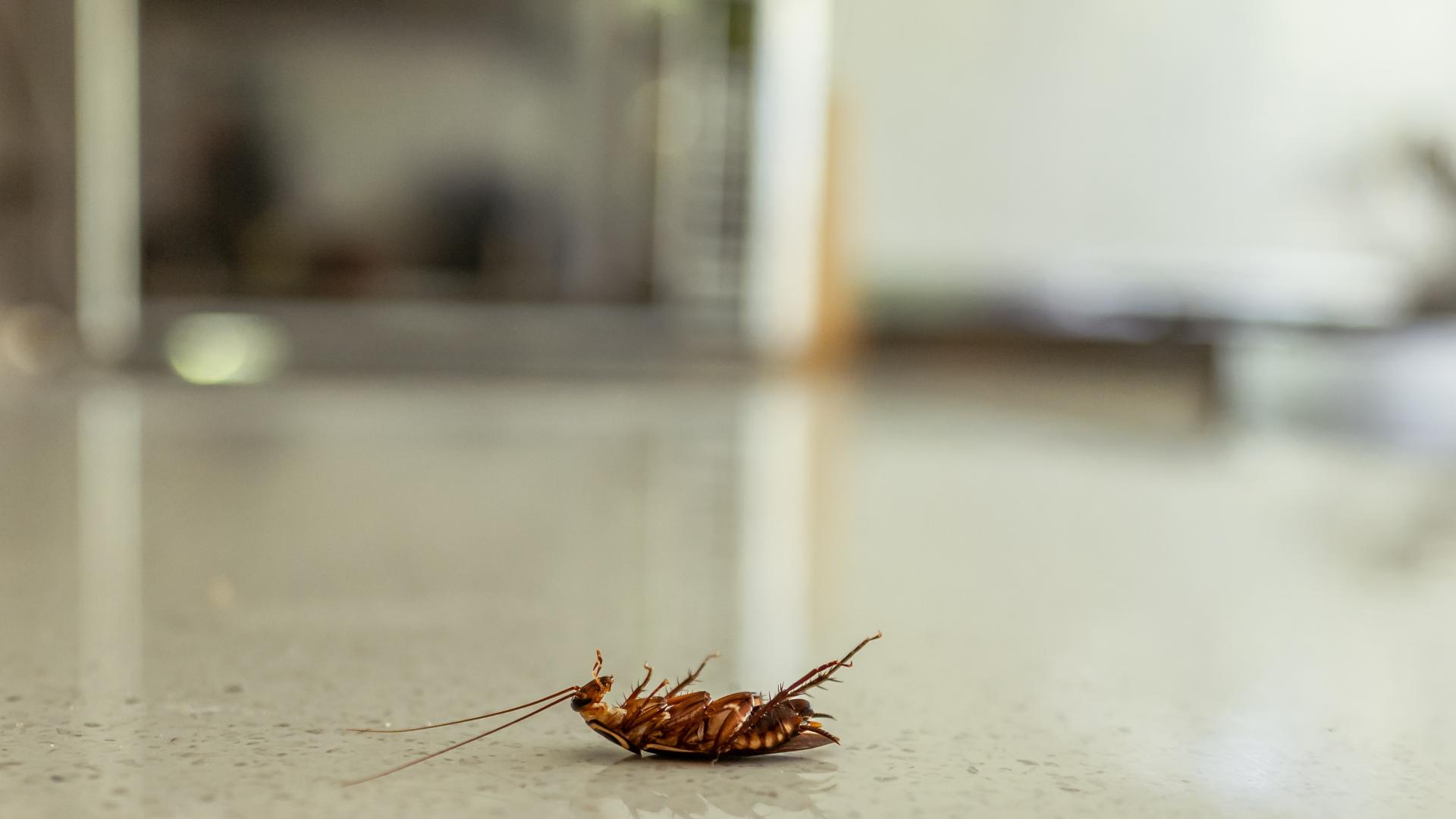 South Korea woman allegedly starts fatal fire to kill cockroach | fox43.com