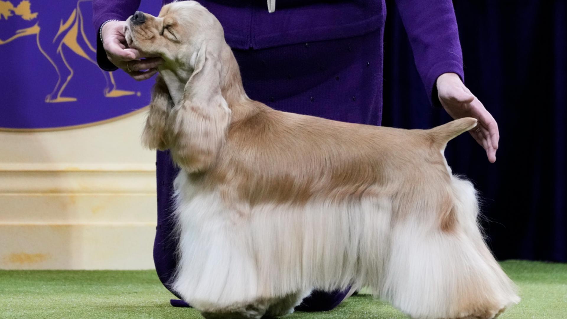 Who won best in show at the Westminster Dog Show? | fox61.com