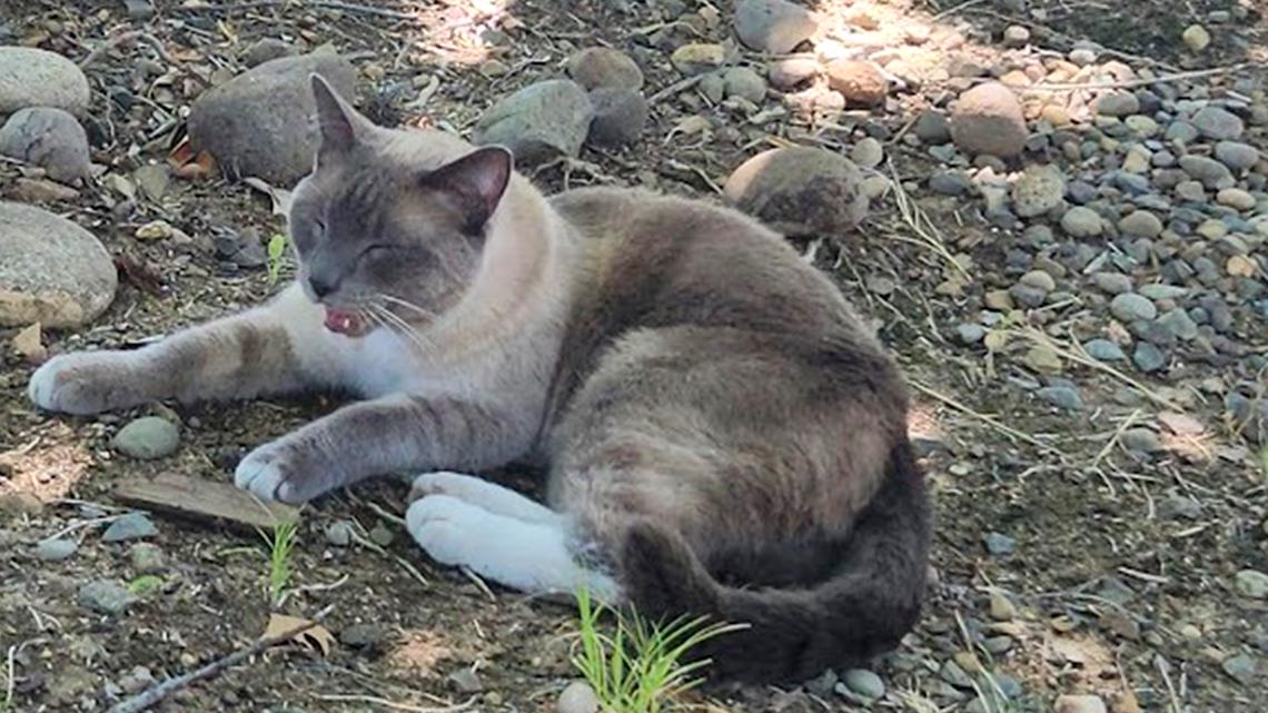 Cat missing in Yellowstone travels 800 miles back to home | fox43.com