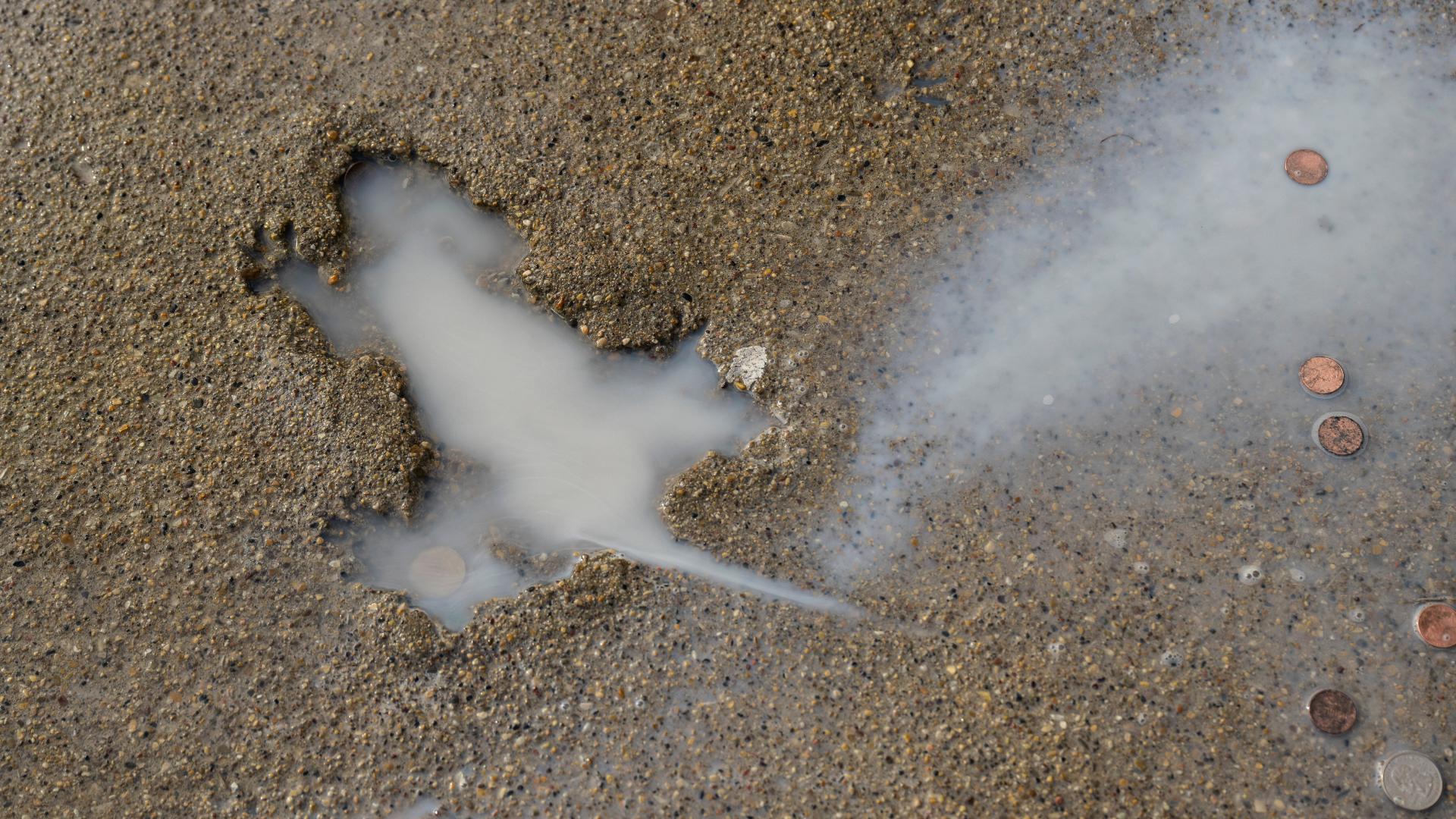 Chicago's 'rat hole' was likely created by squirrel, researchers say ...