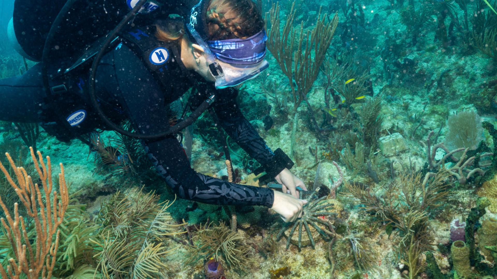 Scientists boost Miami reefs with crossbred corals | fox43.com
