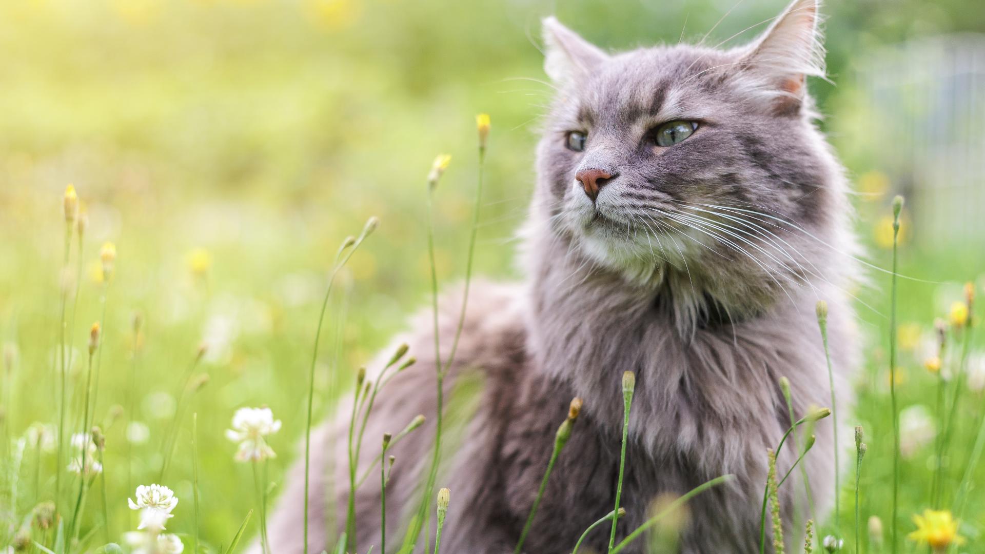 Somerville pets get paw-litical in 'Bike Path Mayor' race ...