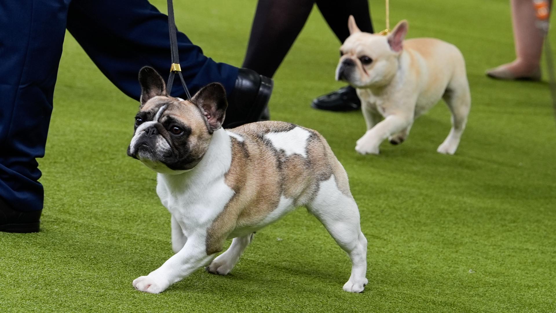PETA sues AKC over breed standards for Frenchies, pugs and more ...