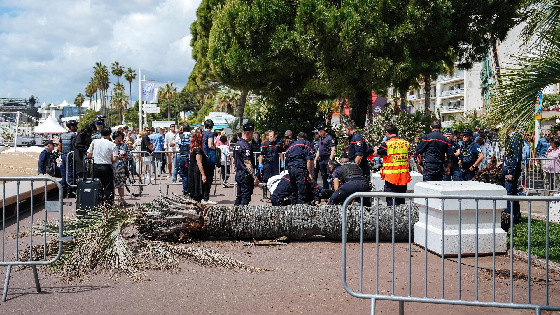Palm tree falls on man at Cannes Film Festival | wthr.com