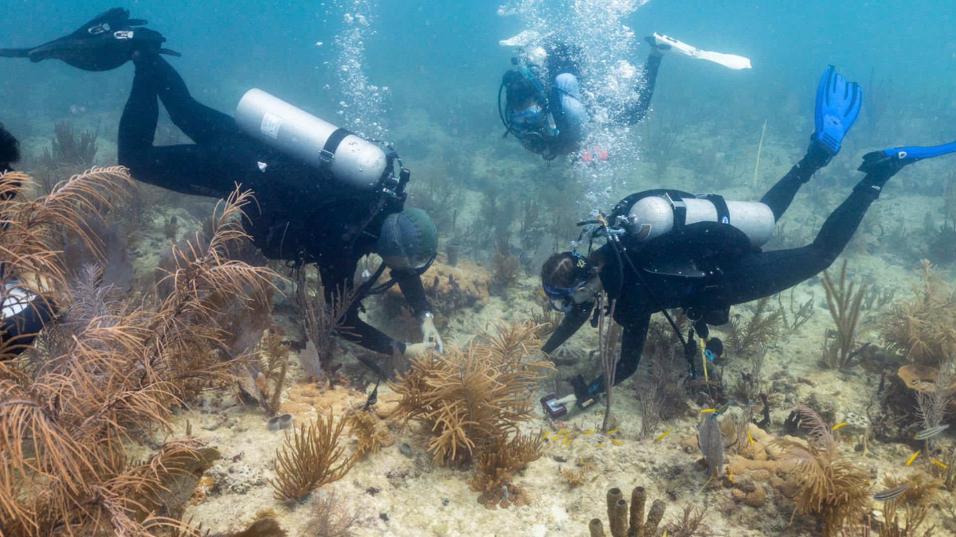 Scientists boost Miami reefs with crossbred corals | rocketcitynow.com