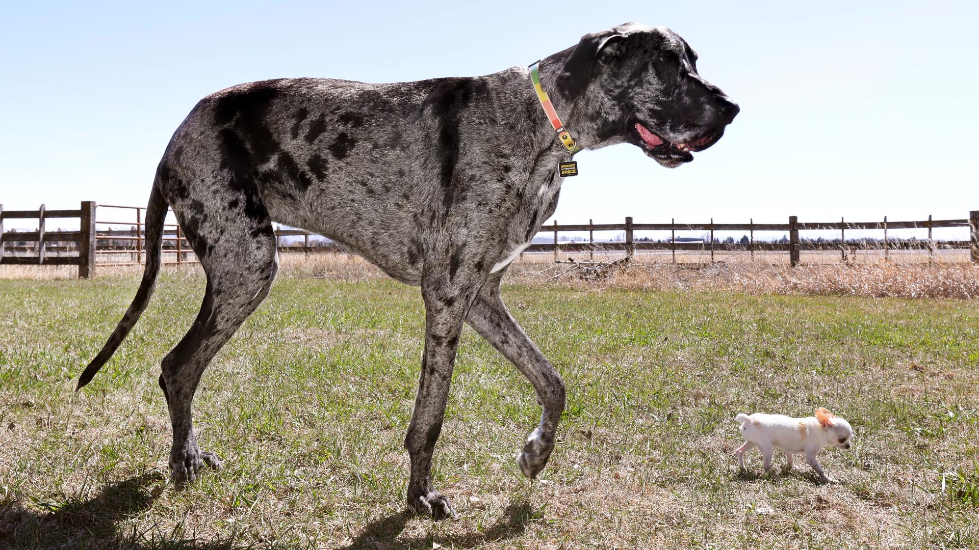 WATCH: World's tallest, smallest dogs meet for 'pawfect' playdate ...