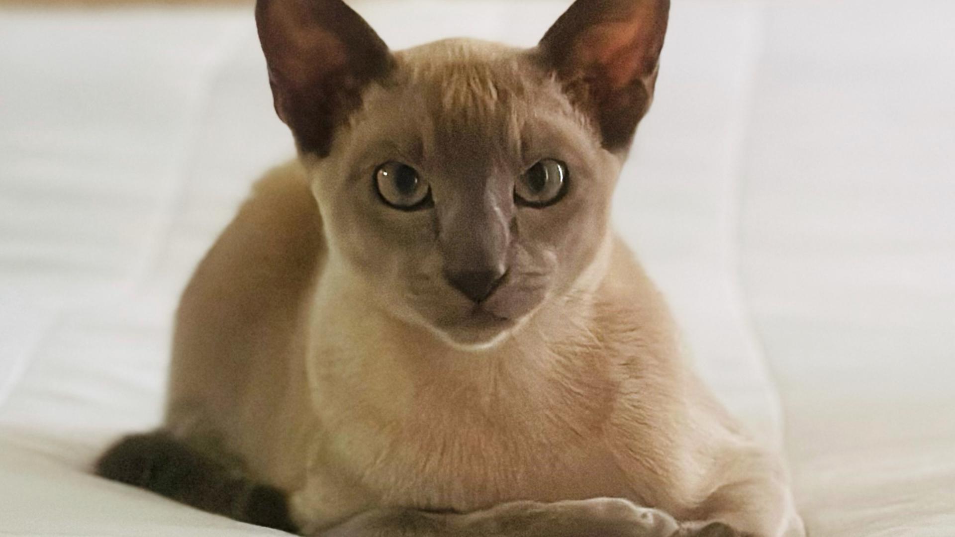 Laundry-stealing cat targets silk and cashmere from unsuspecting ...