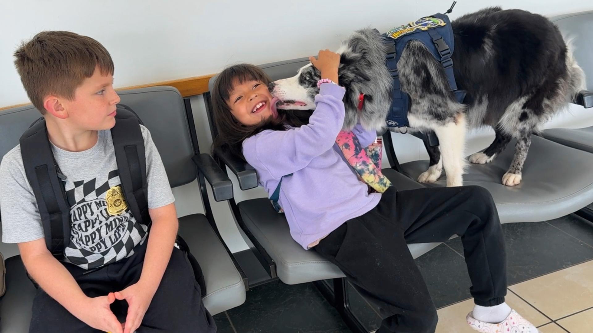 These border collies keep passengers safe and calm at a West Virginia ...