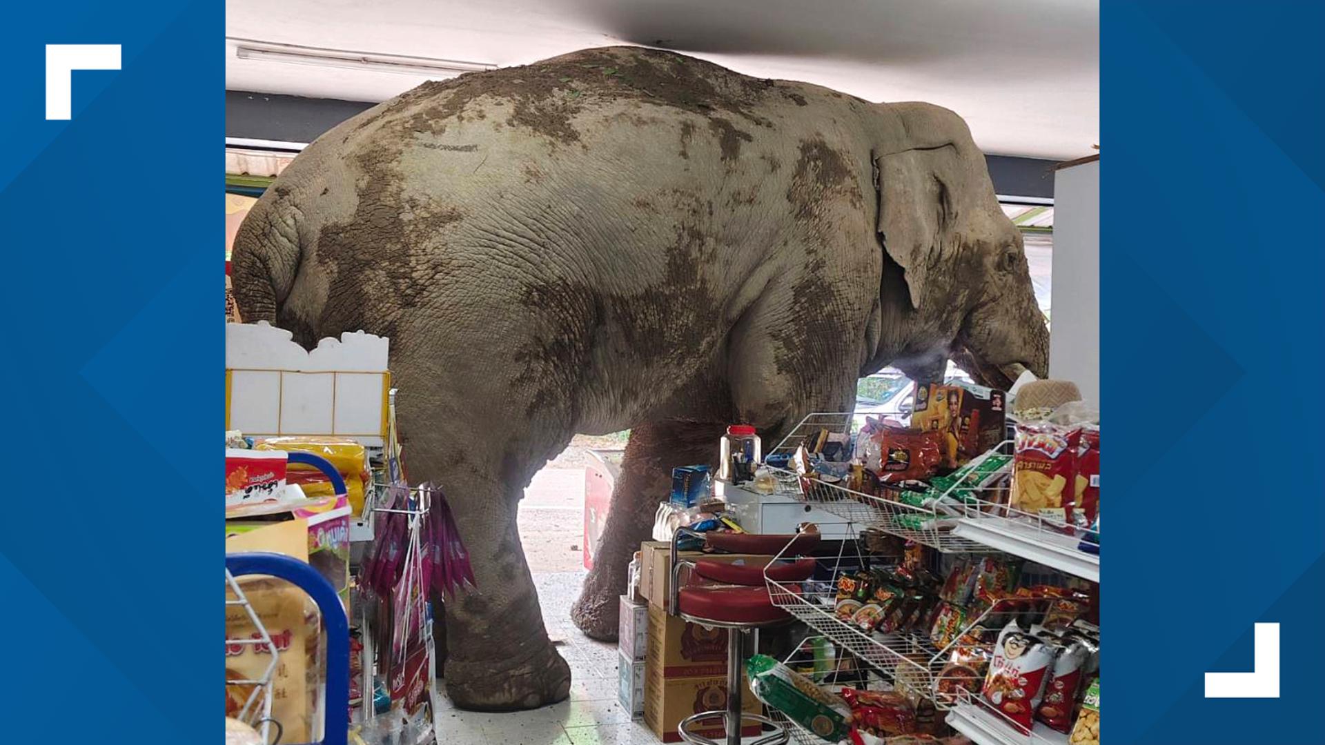 Video shows elephant with a taste for crime rifling grocery store in ...