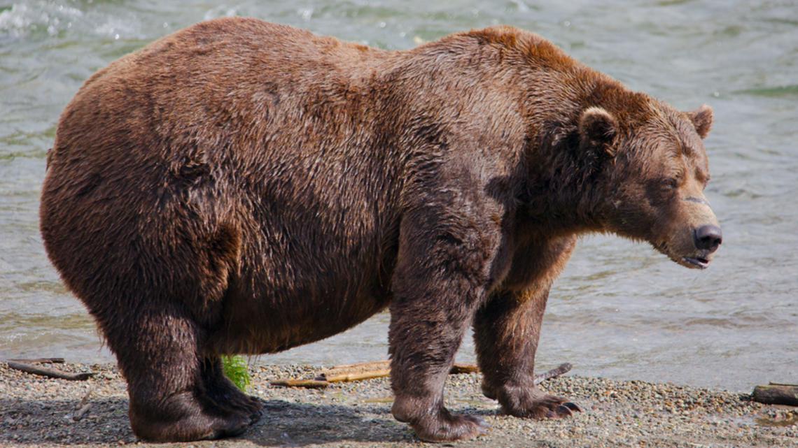 Chunk finally crowned Fat Bear Week champion after years as runner-up ...