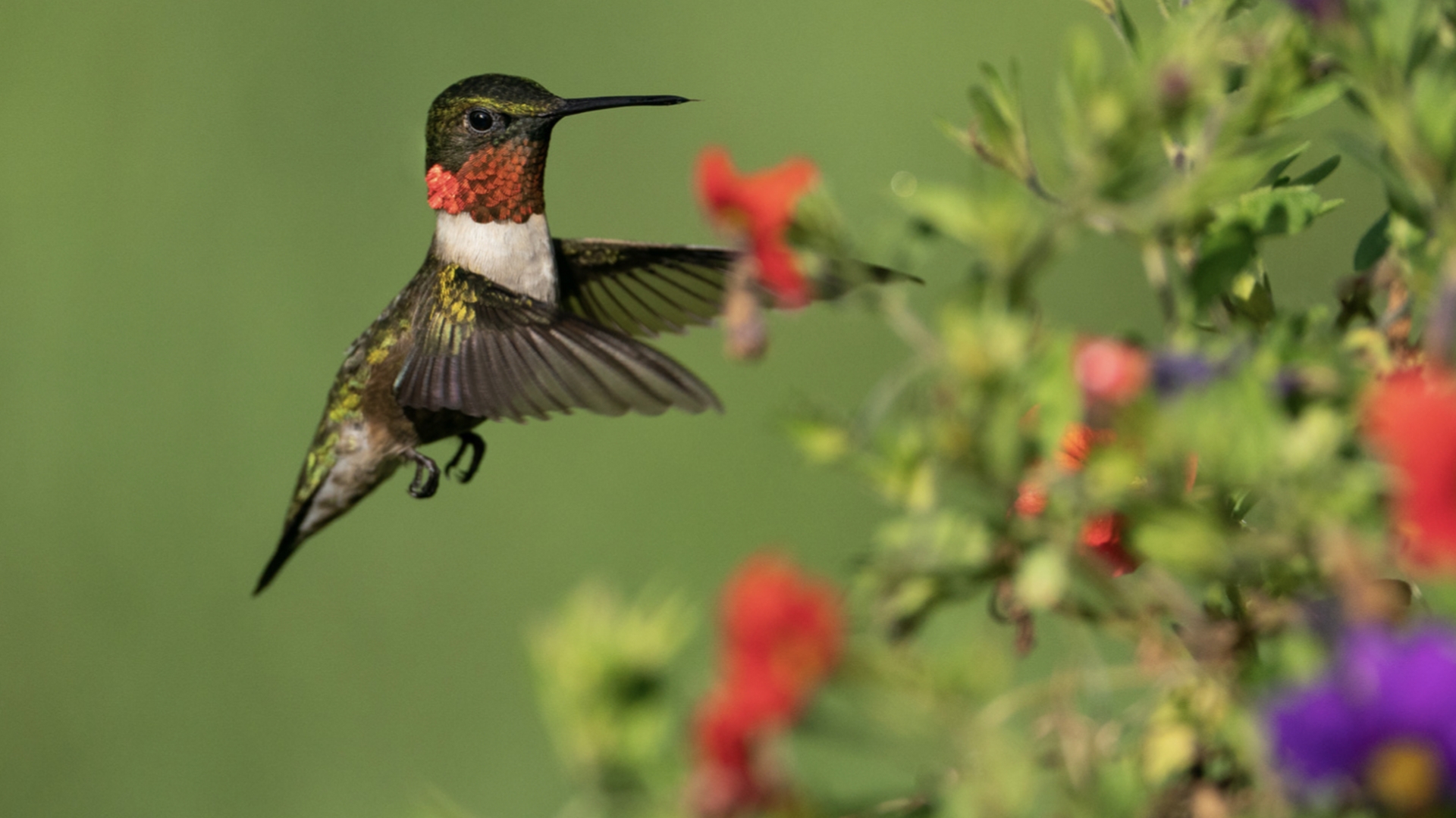 Ruby-throated hummingbirds will soon fly south for the winter. Here's ...