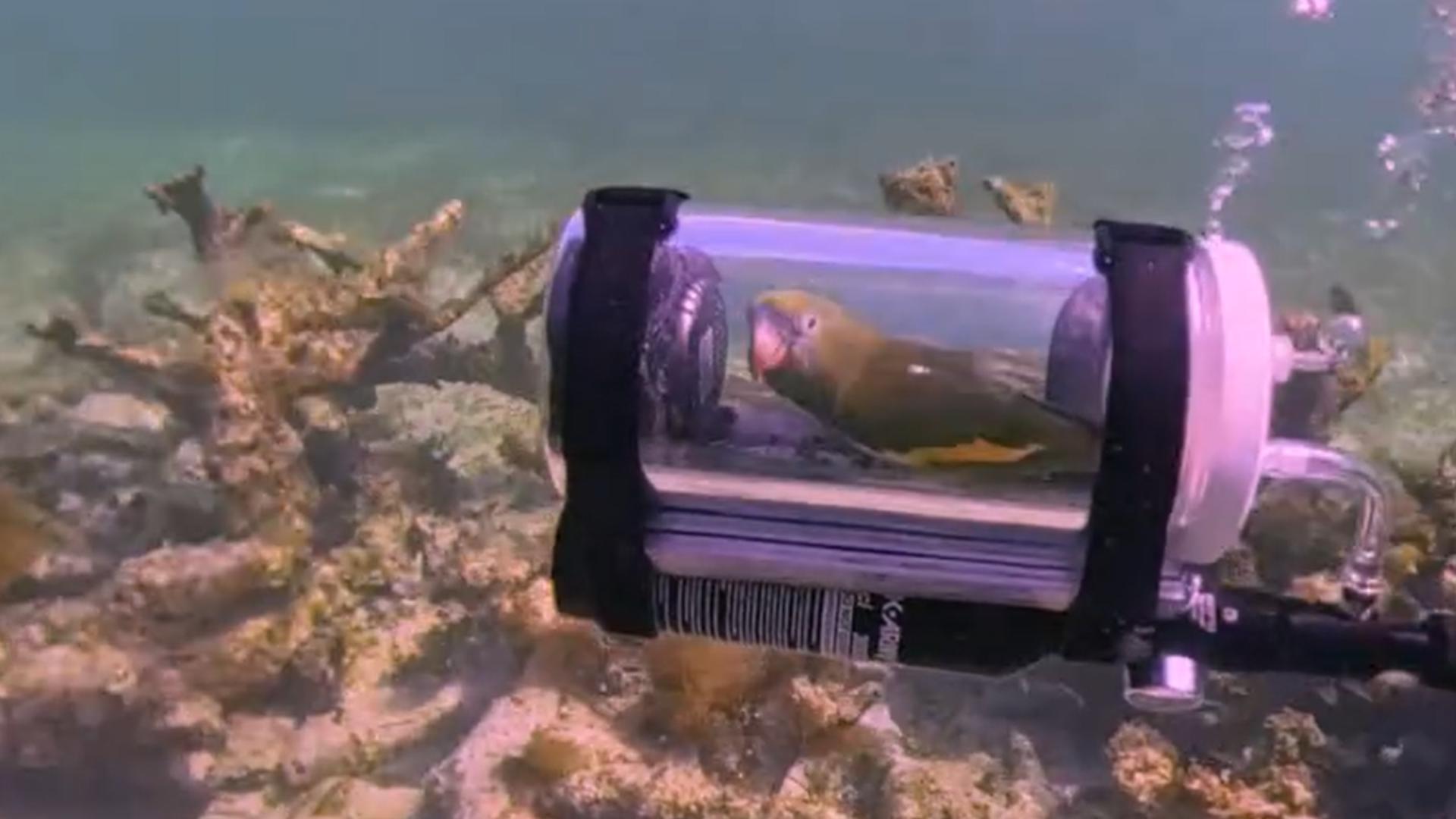 WATCH: Parakeet goes snorkeling in Bahamas with homemade submarine ...