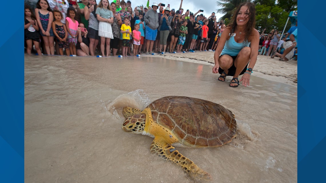 Earth Day 2022: Endangered sea turtle released in Florida | 10tv.com