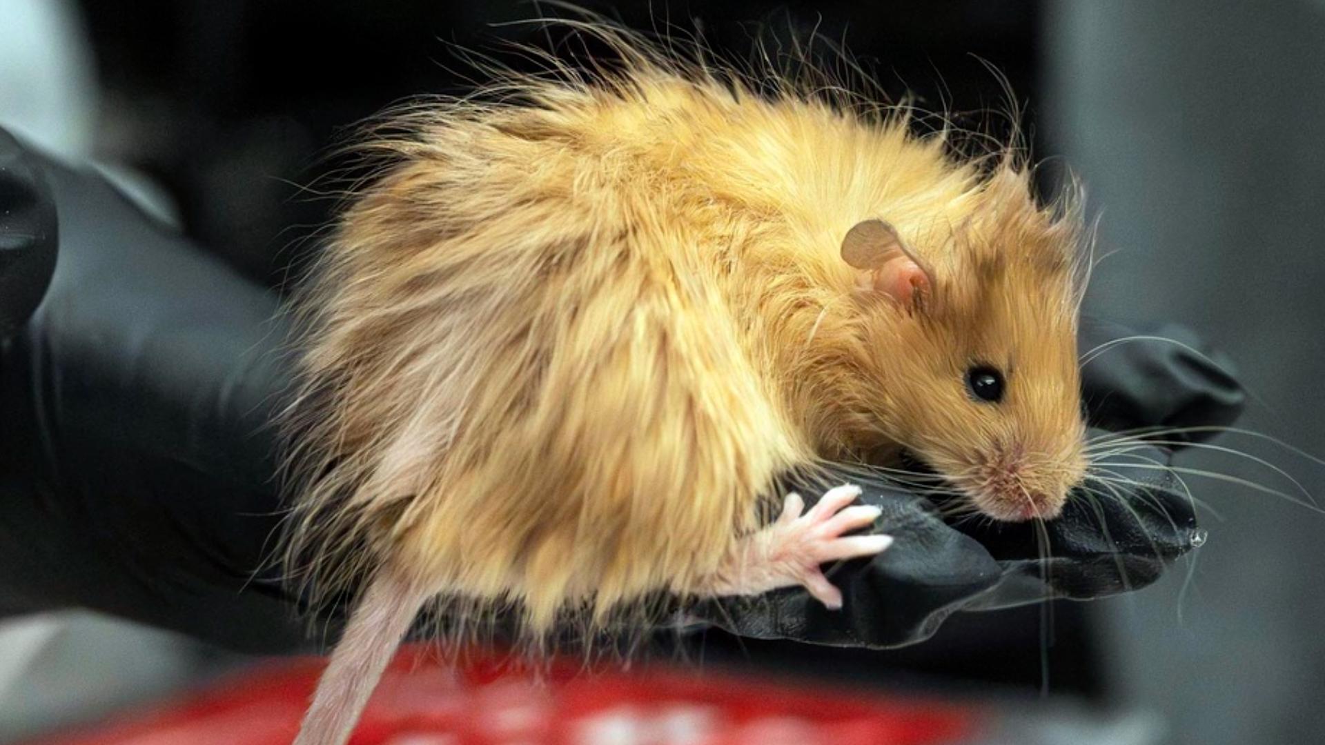 Scientists genetically engineer 'woolly mice' | wqad.com