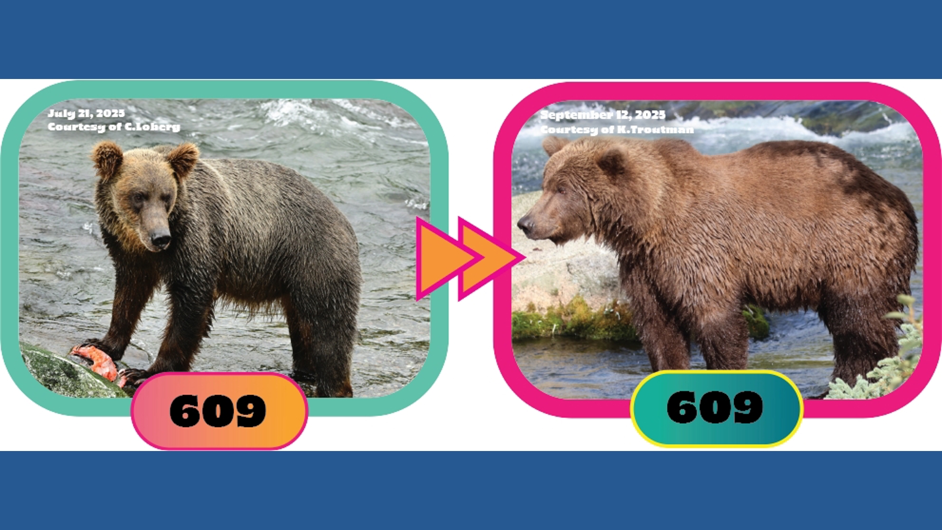 Fat Bear Week 2025: Meet the competitors | fox43.com