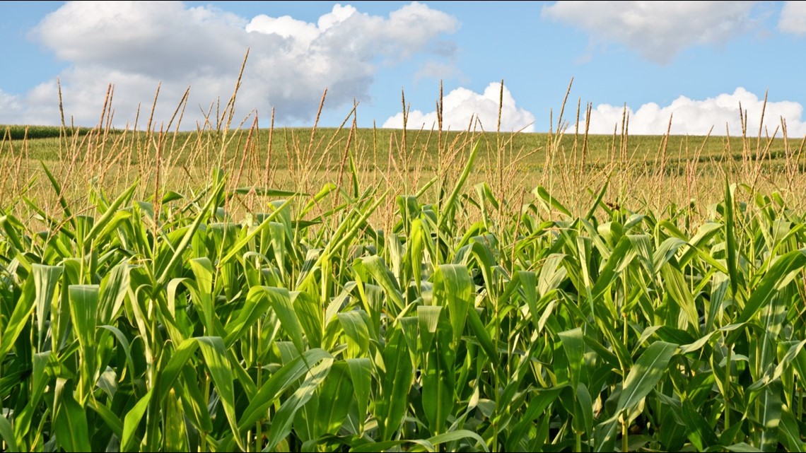 What is corn sweat? How Iowa's most notable crop can affect weather ...