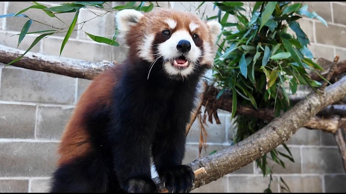 Minnesota Zoo unveils new Red Panda Forest exhibit | wqad.com